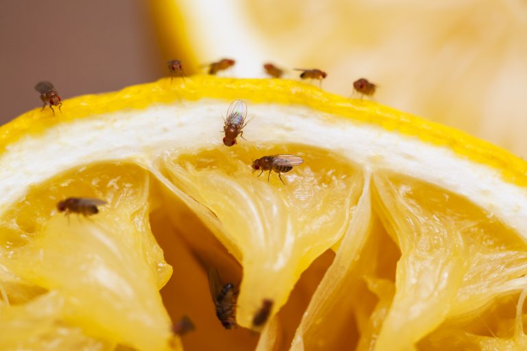 Wie Fruchtfliegen Loswerden